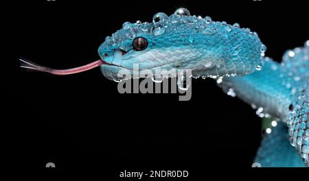 Beautiful Blue Viper Snake In close Up Stock Photo - Alamy