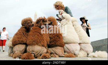 A group of poodles belonging to Russian poodle trainer Irina Markova ...