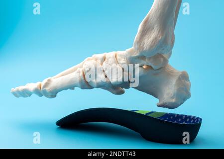Anatomical model of the bones of the human foot wearing an orthopedic ...