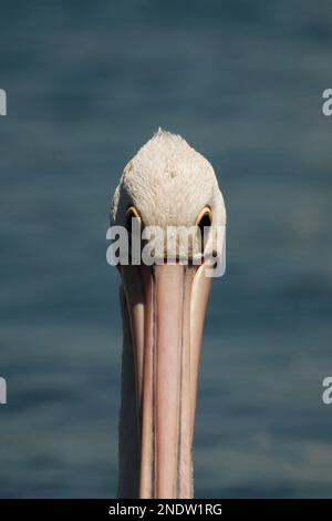 Australian Pelican (Pelecanus conspicillatus) taken at Tomato Lake ...