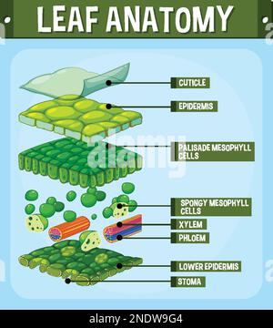 Internal structure of leaf diagram illustration Stock Vector Image ...