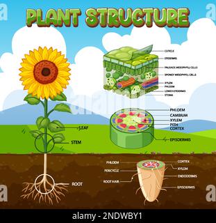 Internal structure of plant diagram illustration Stock Vector Image ...