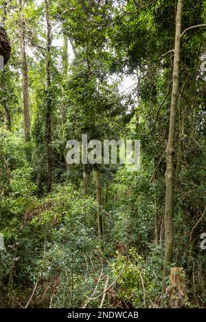 Bunya Mountains Rain Forest Stock Photo - Alamy