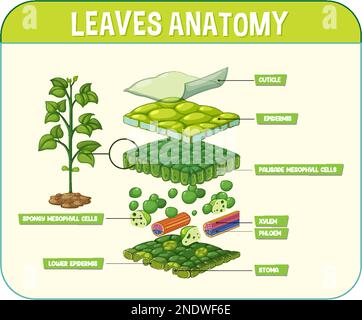 Internal structure of leaf diagram illustration Stock Vector Image ...