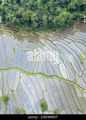 Drone aerial photograph of rice fields in Karangasem Regency, Bali ...