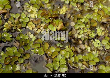 Water on floating fern (Salvinia natans). Close-up of a water droplet ...
