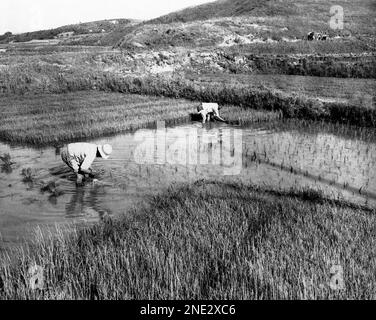 Harvesting paddy, rice in knee-deep water, Kuttanad, Kerala, India ...