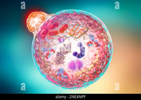 Autophagy,computer illustration.Autophagy (autophagocytosis) is natural ...