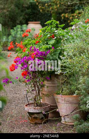 Cottage Garden border with pots and pathway Stock Photo - Alamy