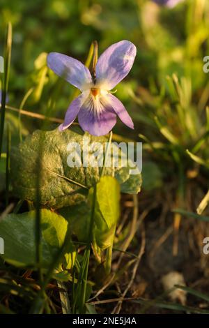 Beautiful wild violets blooming in forest, closeup. Spring flowers ...