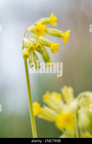 Cowslip growing in an English country garden Stock Photo - Alamy