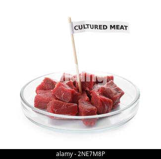 Petri dish with pieces of raw cultured meat on white background Stock ...