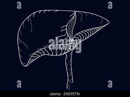 Illustration of liver on dark blue background. Human anatomy Stock ...