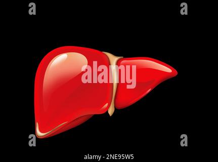 Illustration of liver on dark blue background. Human anatomy Stock ...