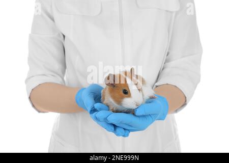 Scientist holding guinea pig on white background, closeup. Animal ...