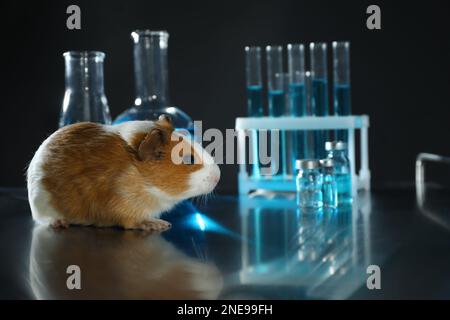 Guinea pig and laboratory glassware. Animal testing Stock Photo - Alamy