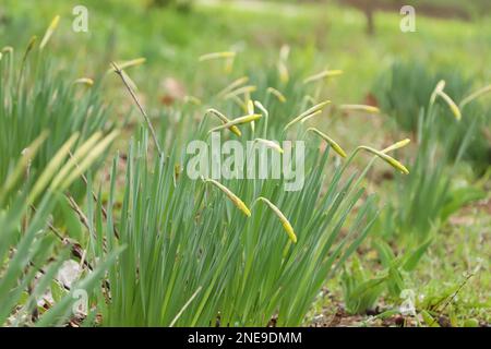 Beautiful unopened daffodils outdoors on spring day, closeup Stock ...