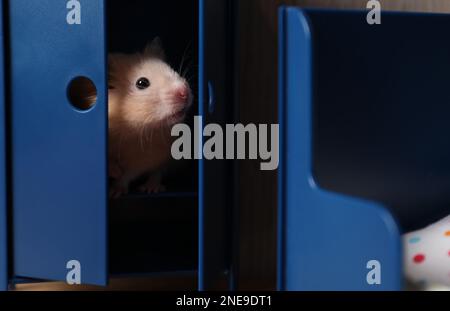 Adorable hamster inside tiny wardrobe in room with toy furniture Stock ...
