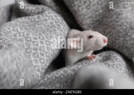 Cute small rat on soft pink blanket Stock Photo - Alamy