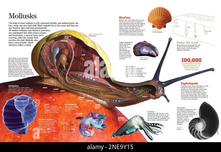 Infographics of the snail anatomy and classification of invertebrates ...