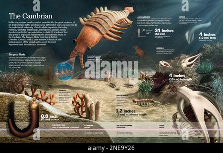 Infographic about the first animals and organisms that inhabited the ...