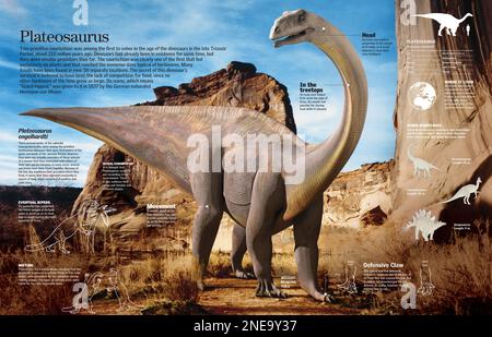 Infographic of the Plateosaurus, the first herbivorous dinosaur that ...