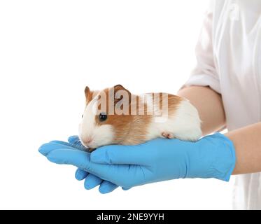 Scientist holding guinea pig on light blue background, closeup. Animal ...