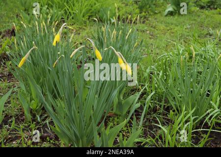 Beautiful unopened daffodils outdoors on spring day, closeup Stock ...