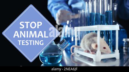 Rat on table in chemical laboratory. Animal testing Stock Photo - Alamy