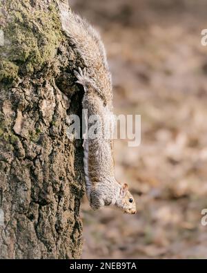 Golden tree in a public park Oregon state Stock Photo - Alamy