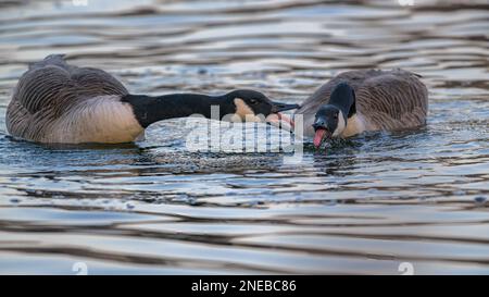 A courting couple of Canada Geese honk in unison as part of their ...