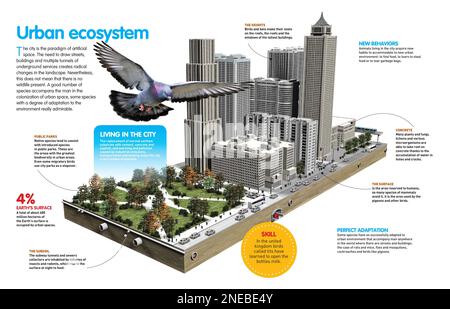 Infographic about birds that adapt to the urban environment to protect ...