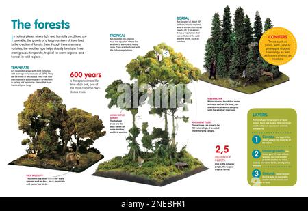 Infographic about the forest ecosystem. [Adobe InDesign (.indd ...