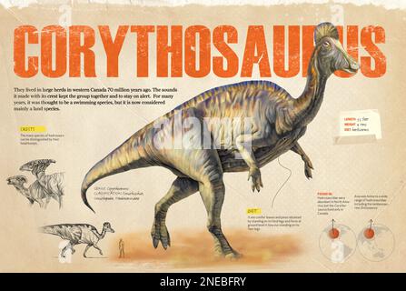 Infographics that show the characteristics of the Corythosaurus, a ...