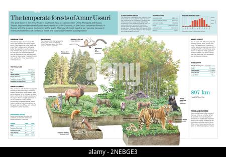 Infographic about the forest ecosystem. [Adobe InDesign (.indd ...