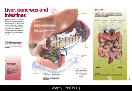 Infographic about the digestive system, its functions, components, and ...