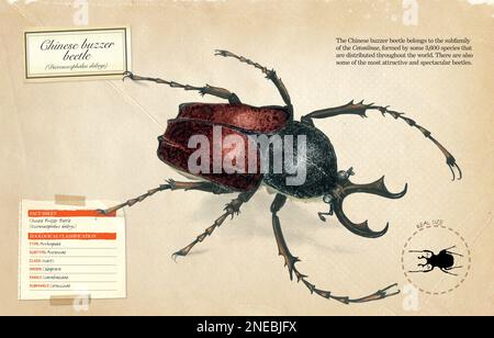 Fact sheet and zoological classification of Chinese cockroach ...