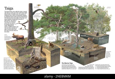Infographic about biomes and ecosystems of flora and of fauna of Europe ...