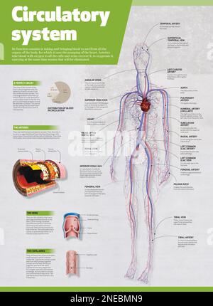 Infographic of the circulatory system of the human body, the ...