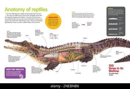 Infographic about the anatomy of snakes. [QuarkXPress (.qxp); Adobe ...