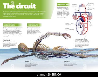 Infographic of the circulatory system of the human body, the ...