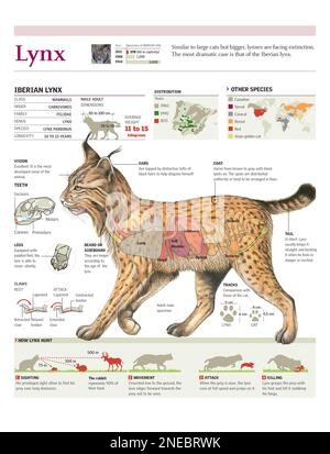 Infographics of the habitat, anatomy, method of hunting and hierarchical recognition in the gray ...