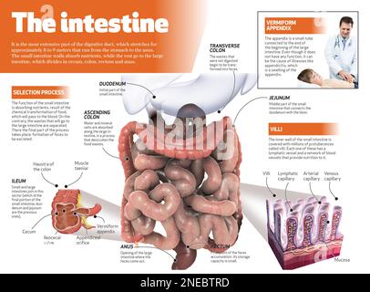 Infographic of the large intestine and small intestine of the digestive ...