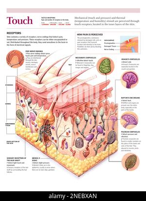 Anatomy of the sense of touch in human skin. Le tact, ou representation ...