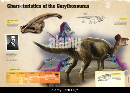 Infographics that show some of the characteristics of the corythosaurus ...