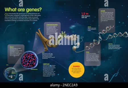 Infographic of the structure and function of chromosomes. [QuarkXPress ...