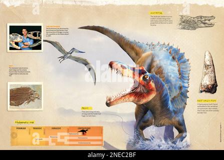 Infographics about the Suchomimus, a piscivorous dinosaur from the ...