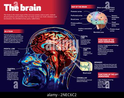 Infographic about the cerebral cortex and cerebral lobes. [Adobe ...