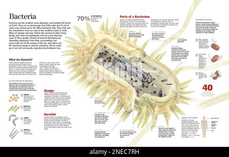 Classification of Bacilli Bacteria Stock Photo - Alamy