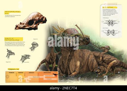 Infographics about the pachycephalosaurus, a herbivorous dinosaur from ...